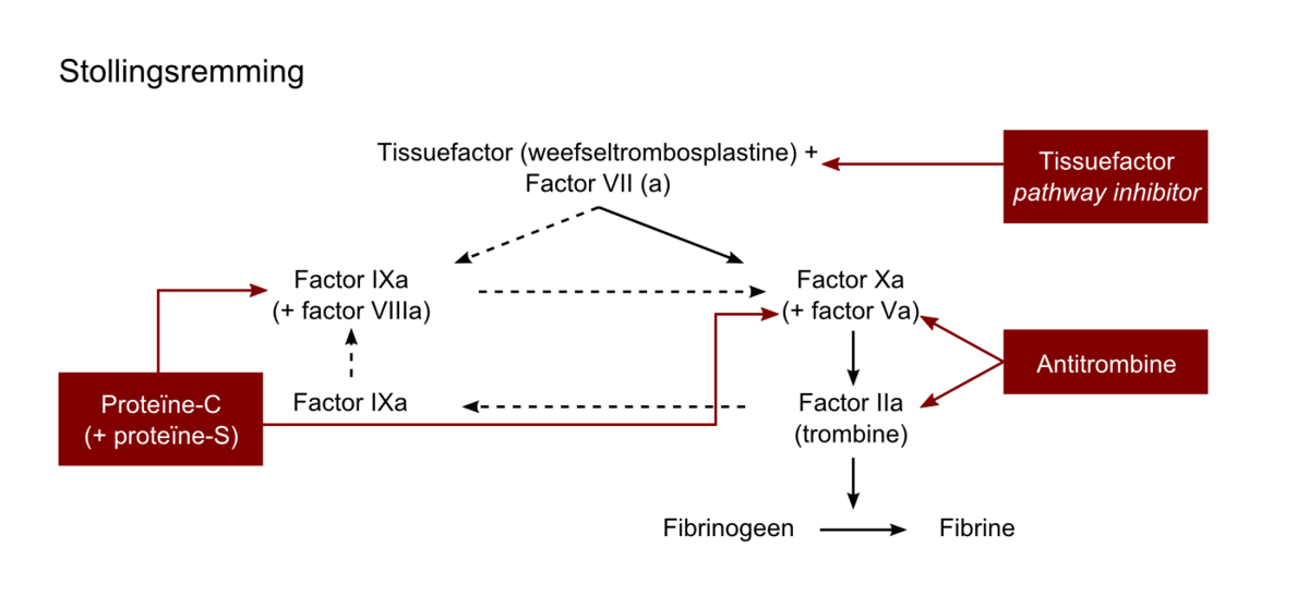 De basisbeginselen van stolling - THROMBOpedia