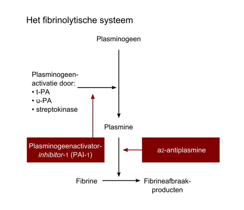 De basisbeginselen van stolling - THROMBOpedia